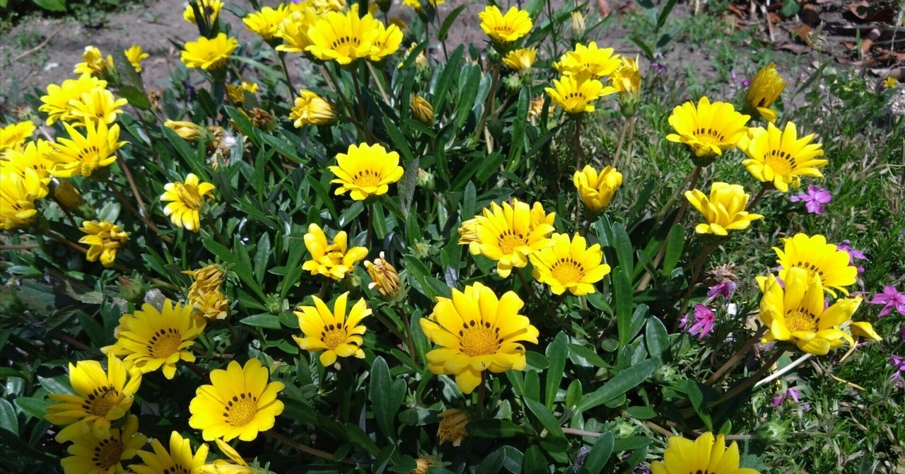 スキ並び｜りーも