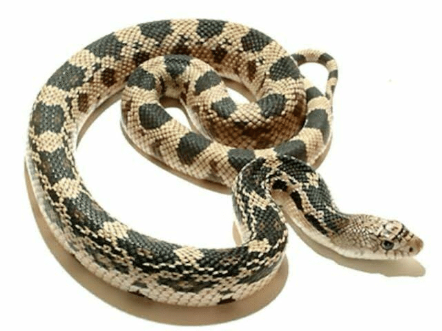 爬虫類や奇虫との出会い｜魁‼︎奇蟲天国 ️