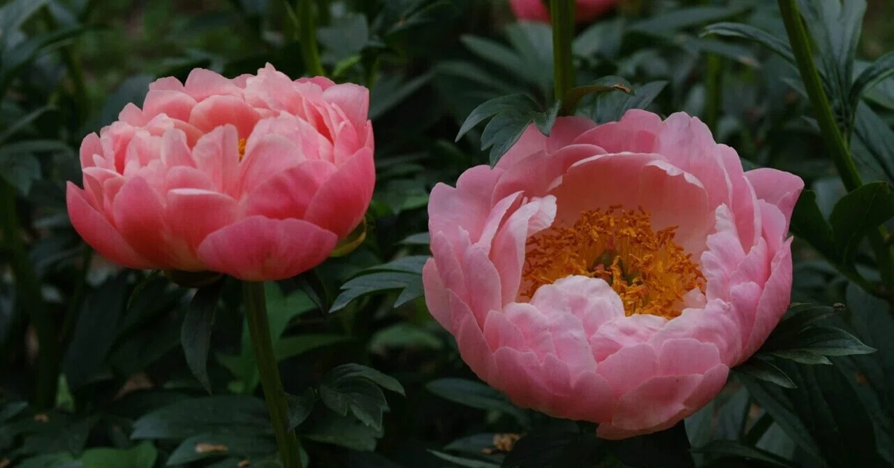 3人から2人になった畑の近況｜NORA FARM RADIO