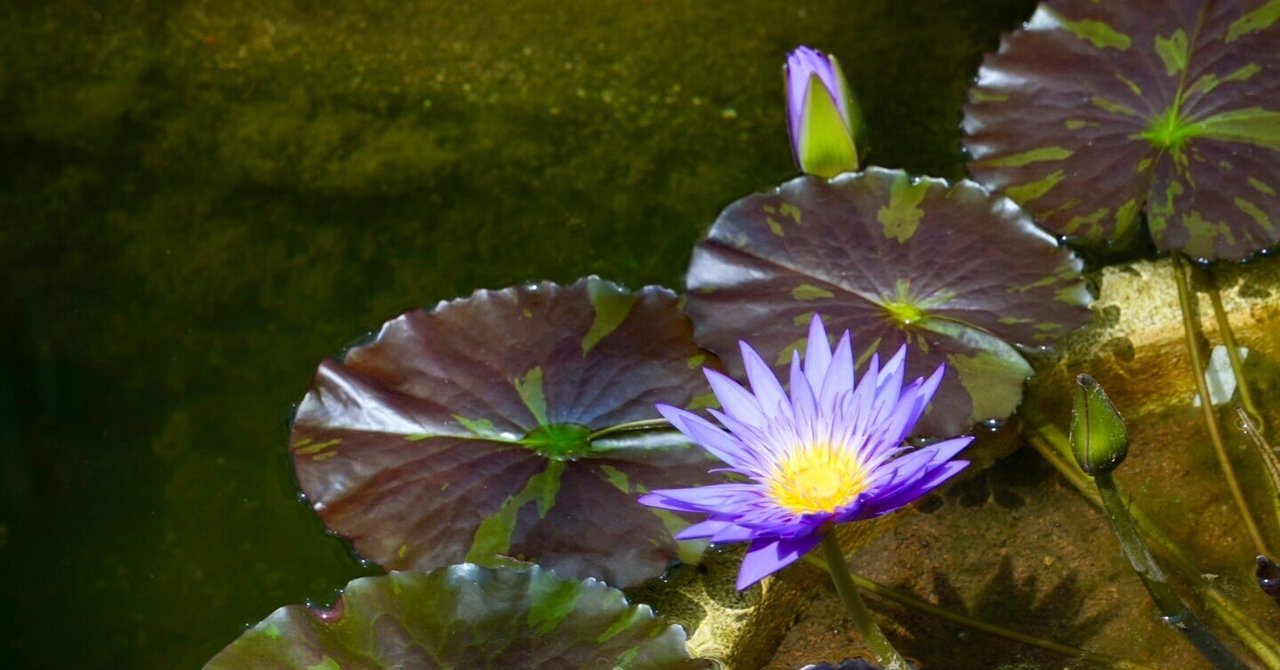 挫折！紫式部｜zen