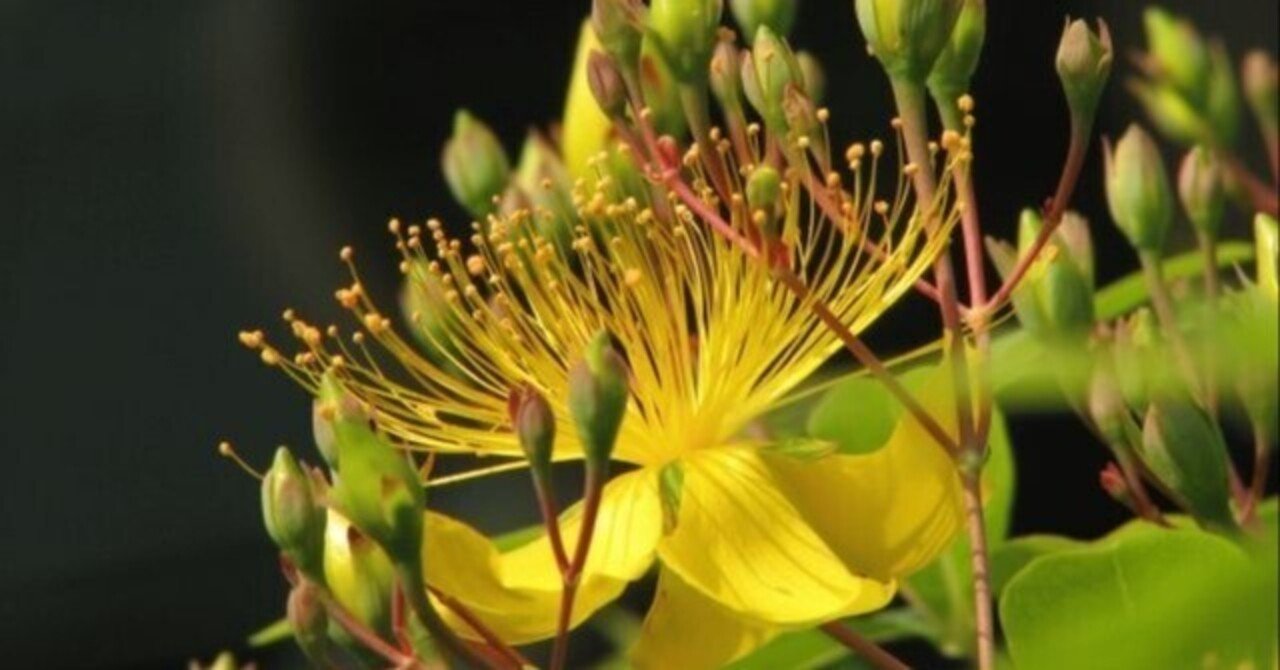 未央柳 (ビヨウヤナギ)の思い出｜Makoto Okada