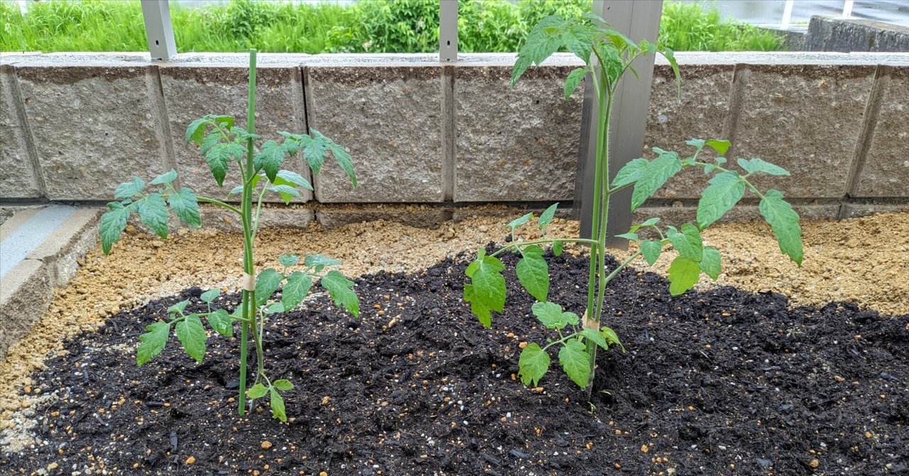 ミニトマト栽培日記🍅5/19｜taka_nasu