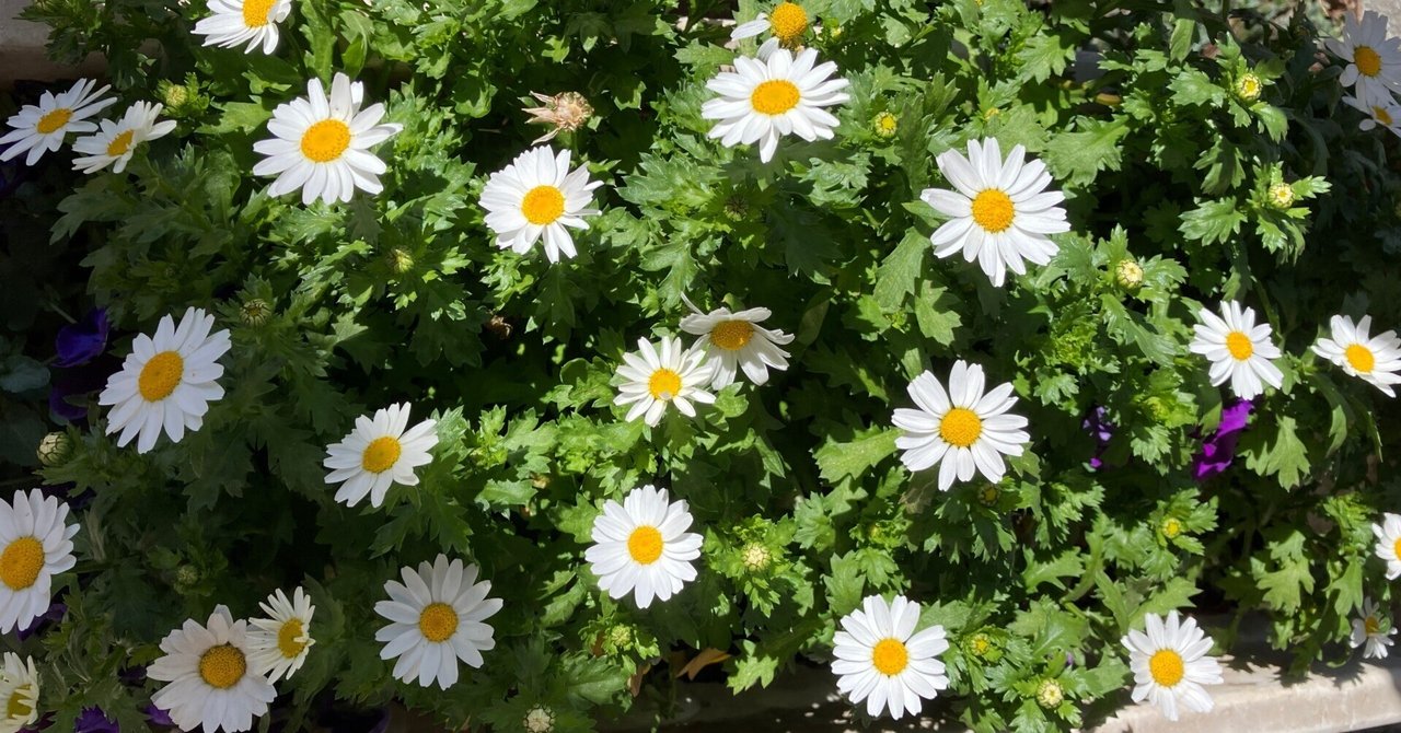 ふと・・・思う｜poporin