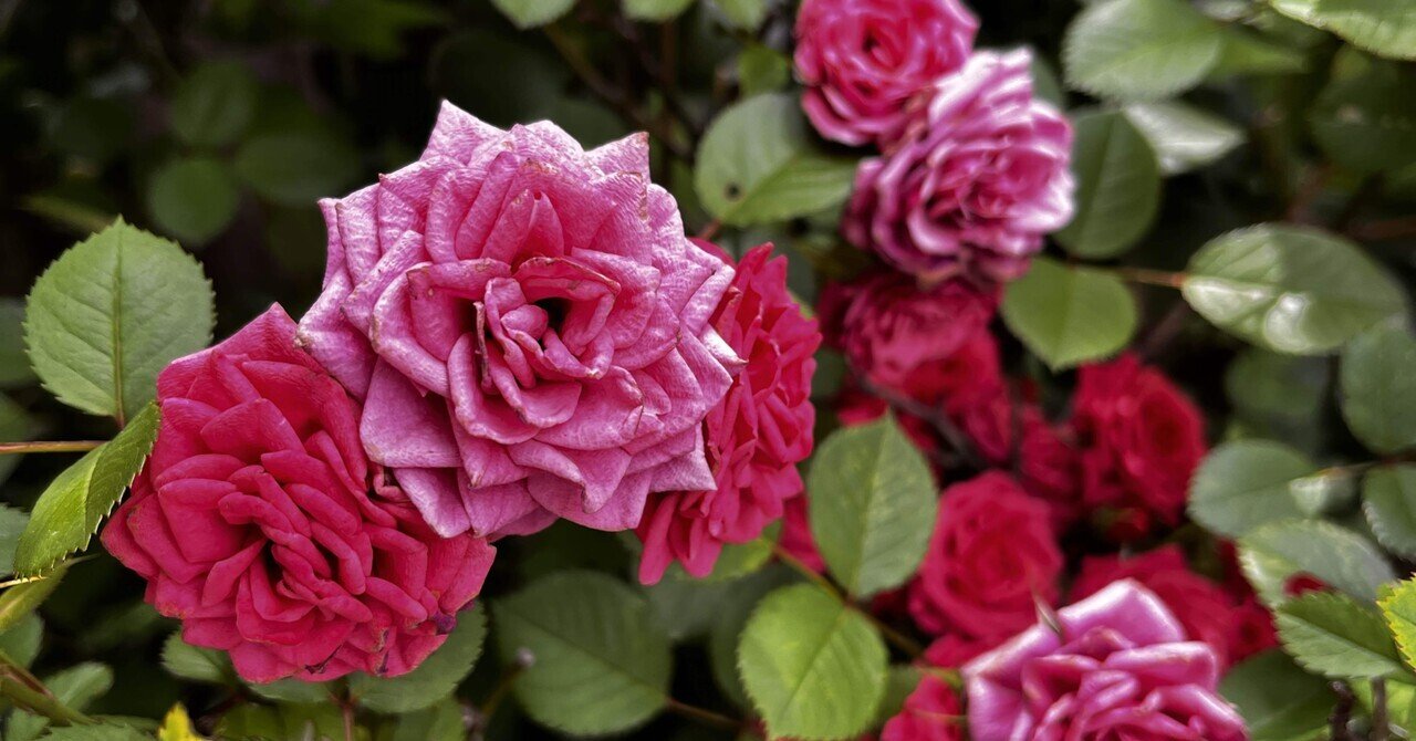 prankish/Tomo｜note