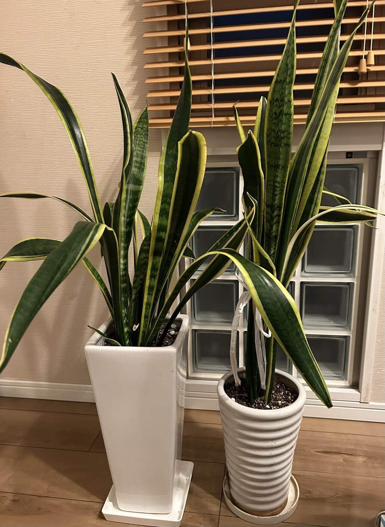 あしびな@shine🌈｜note