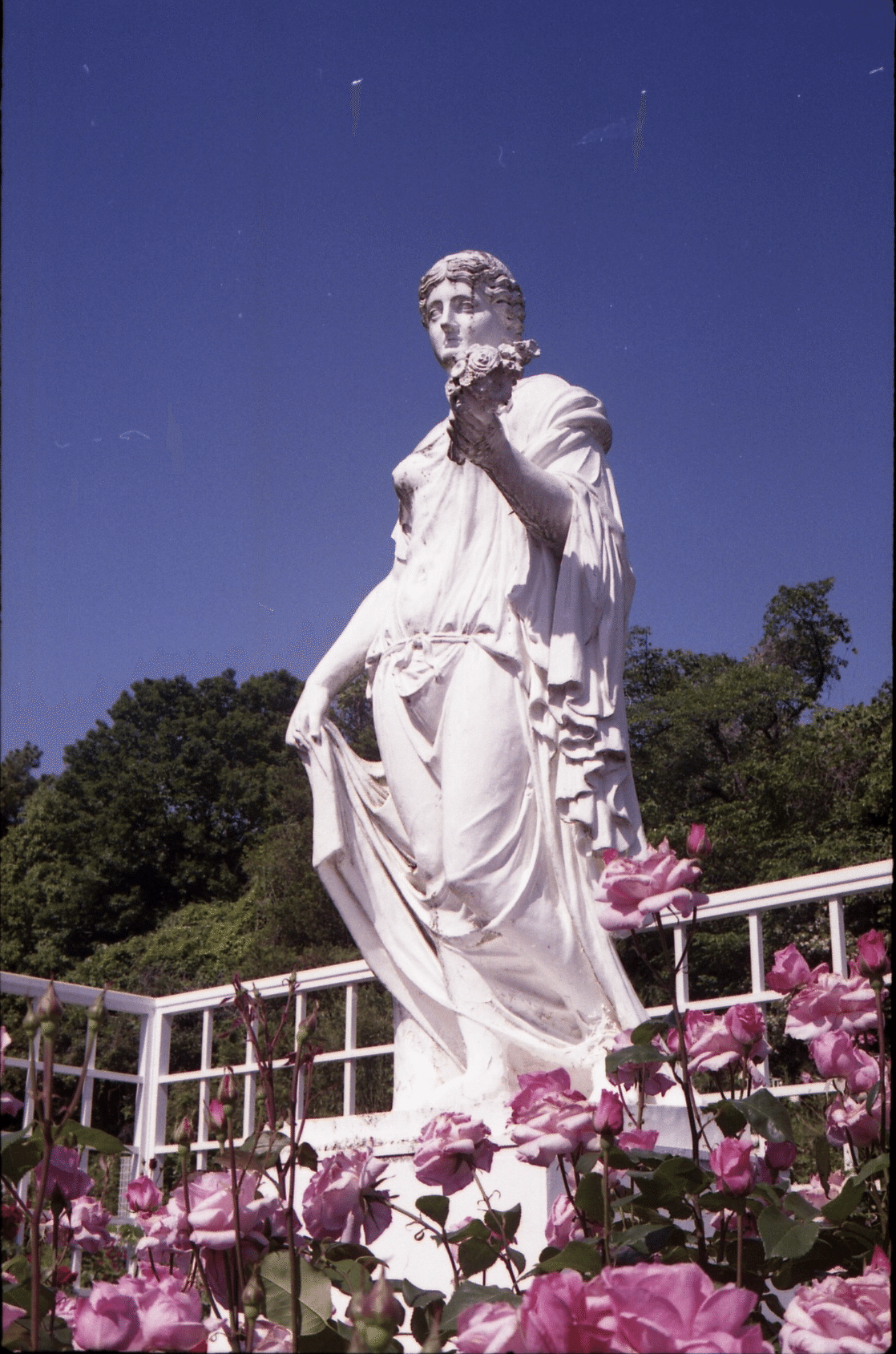 PETRI PRO7はプロに嫌われたプロのカメラ｜Sven.