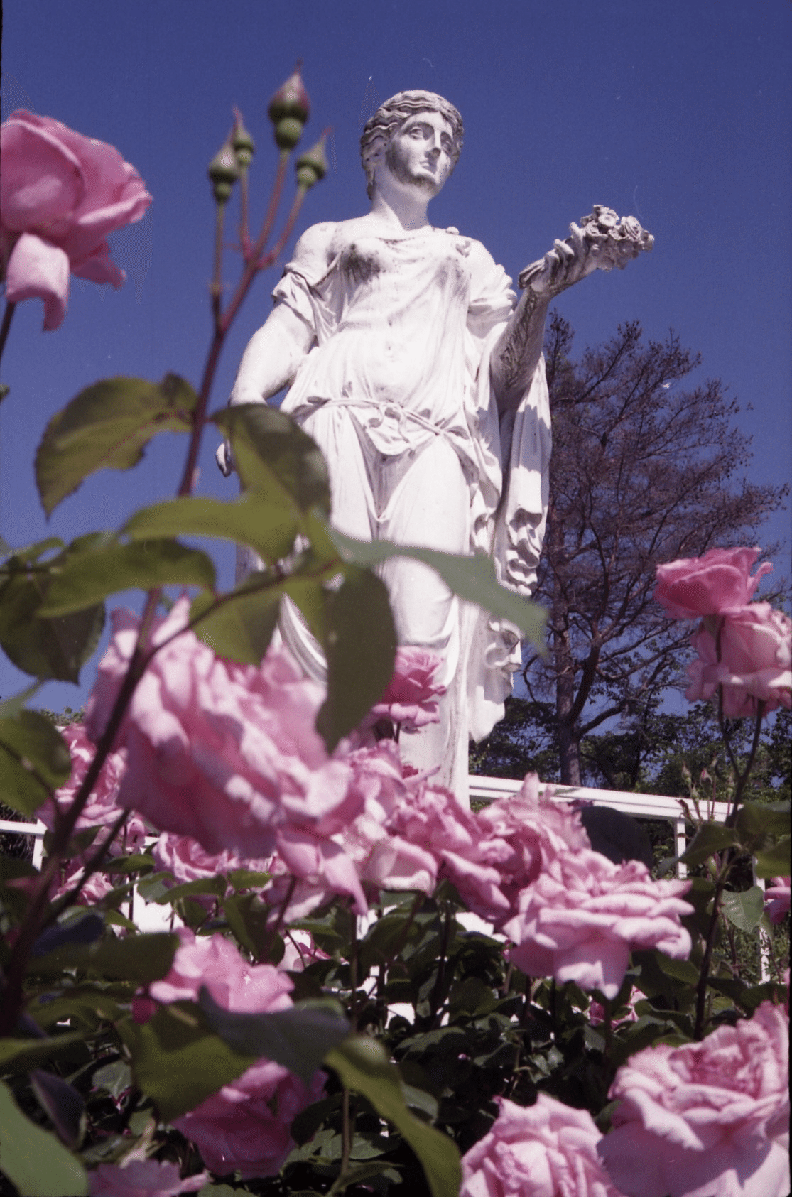 PETRI PRO7はプロに嫌われたプロのカメラ｜Sven.