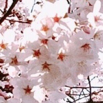 Sakura｜note