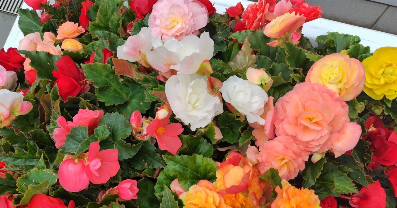 子供の頃の夢｜Sully