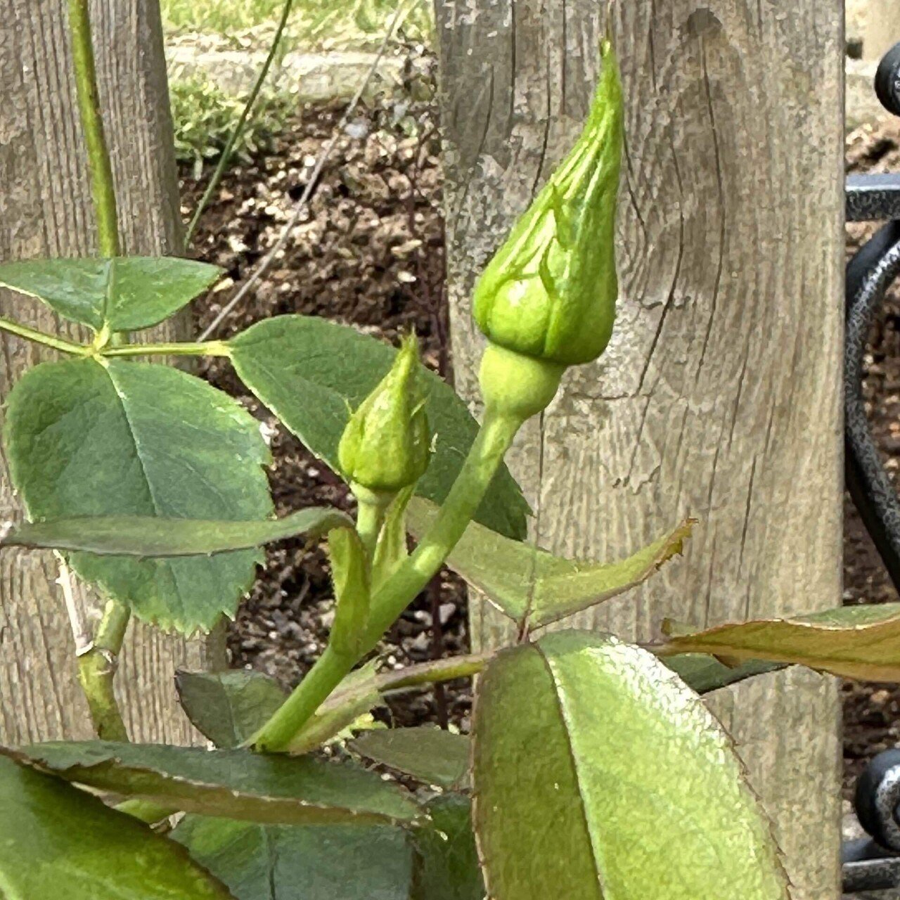 花芽2つ｜kenji comp