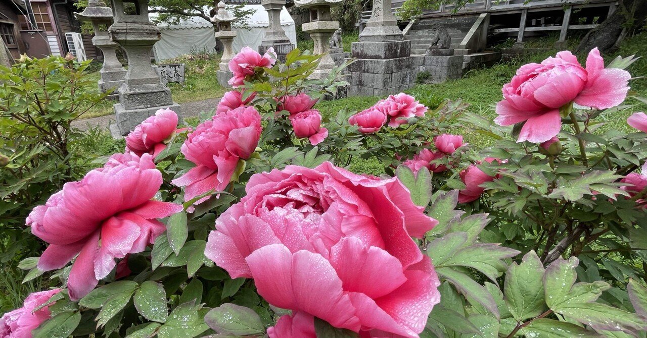 浅田真央さん、サンクスツアーのこと｜あかね書芸 halu akane