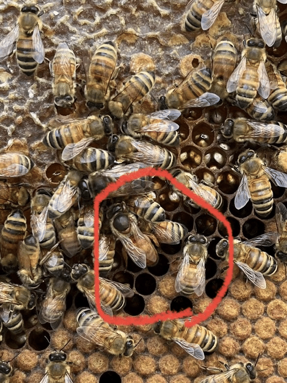 養蜂生活1130日｜yabusan（823）