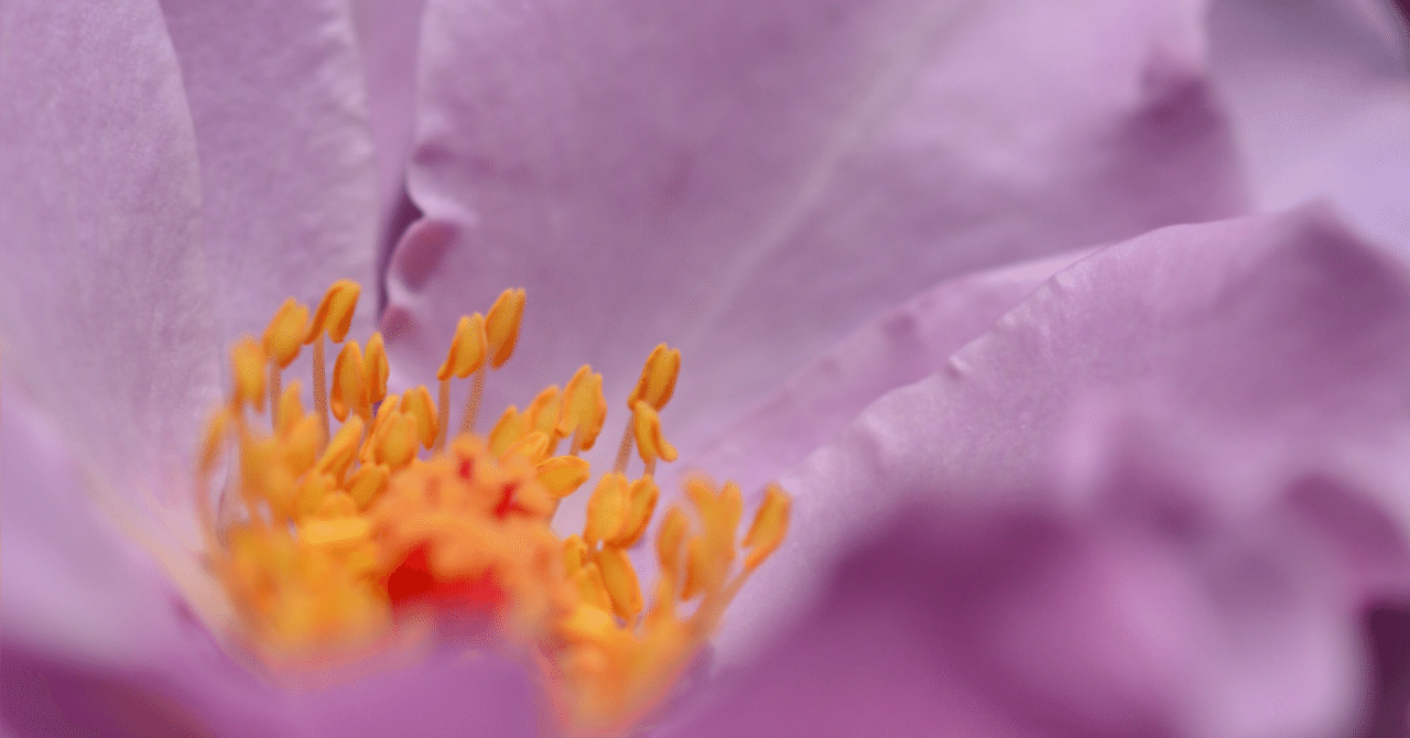 纏い。｜Ruru*Pino