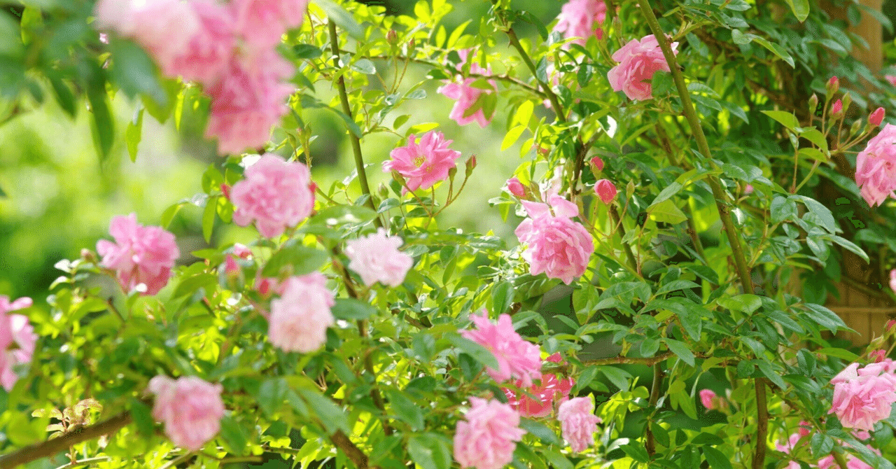 kuronekomarimo｜note