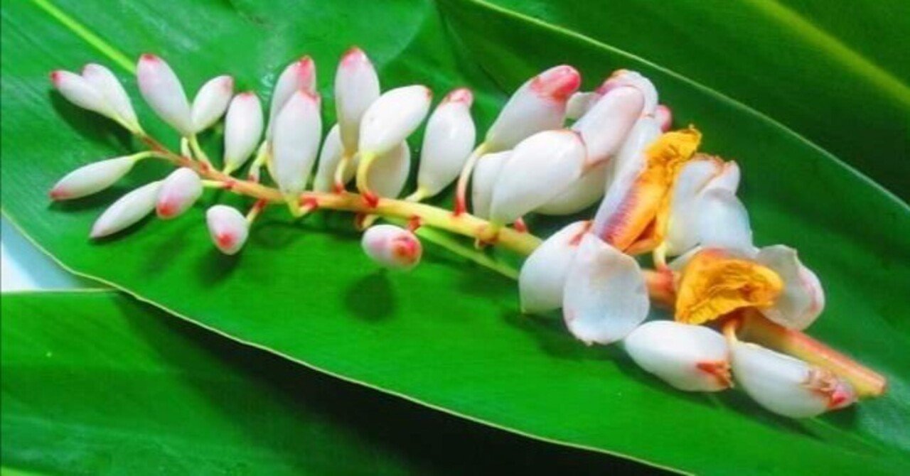 七色アガサnanairo_agasa｜note