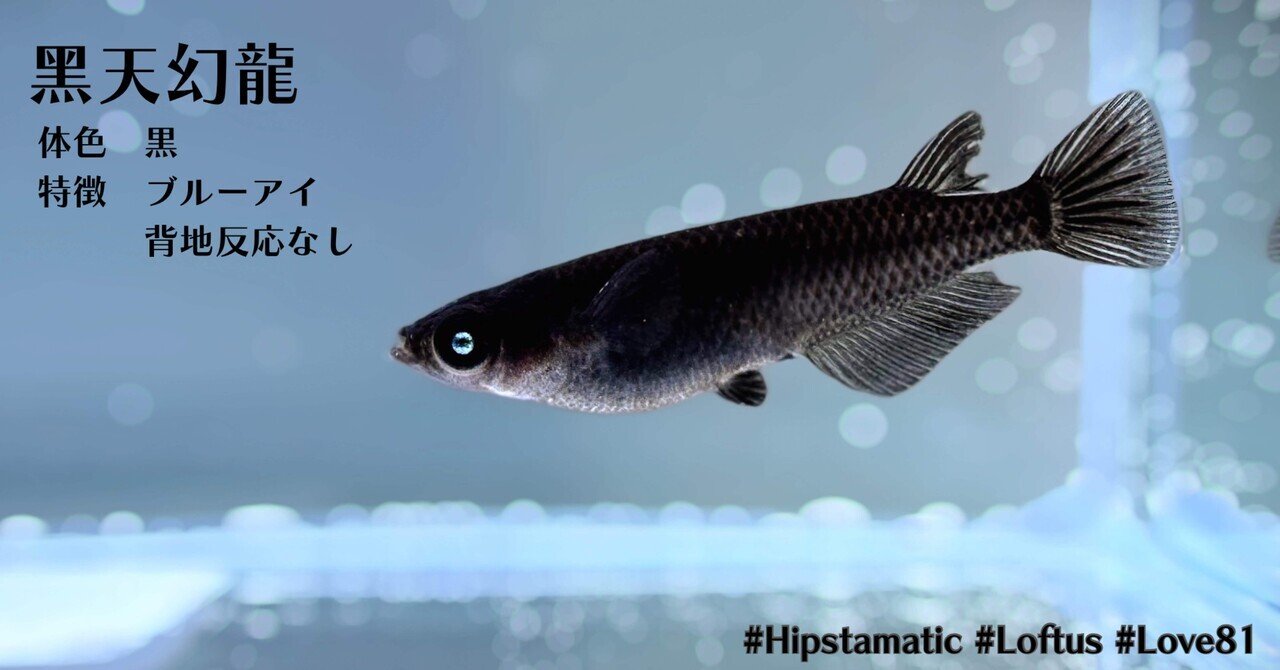 黑天幻龍｜MKD.023