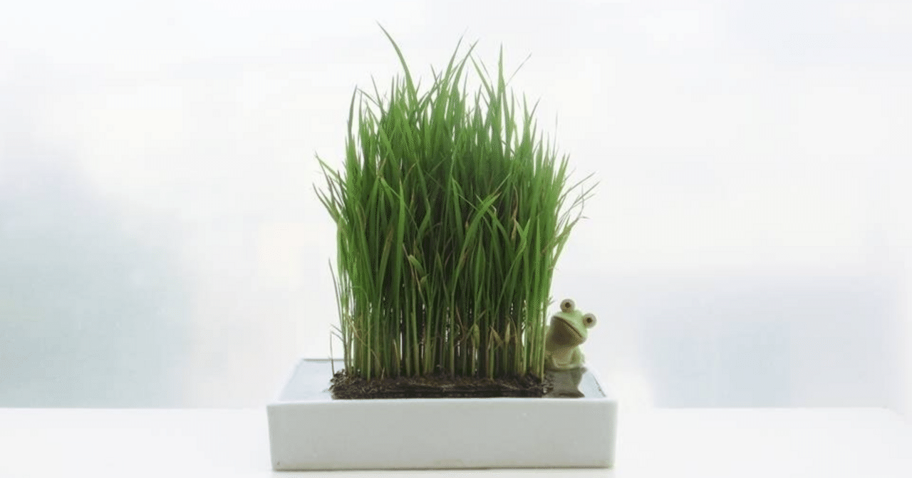 はじめましてをこの夏も。｜lylin