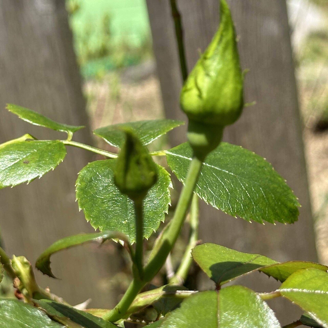 2パターン伸びた、距離取れた｜kenji comp