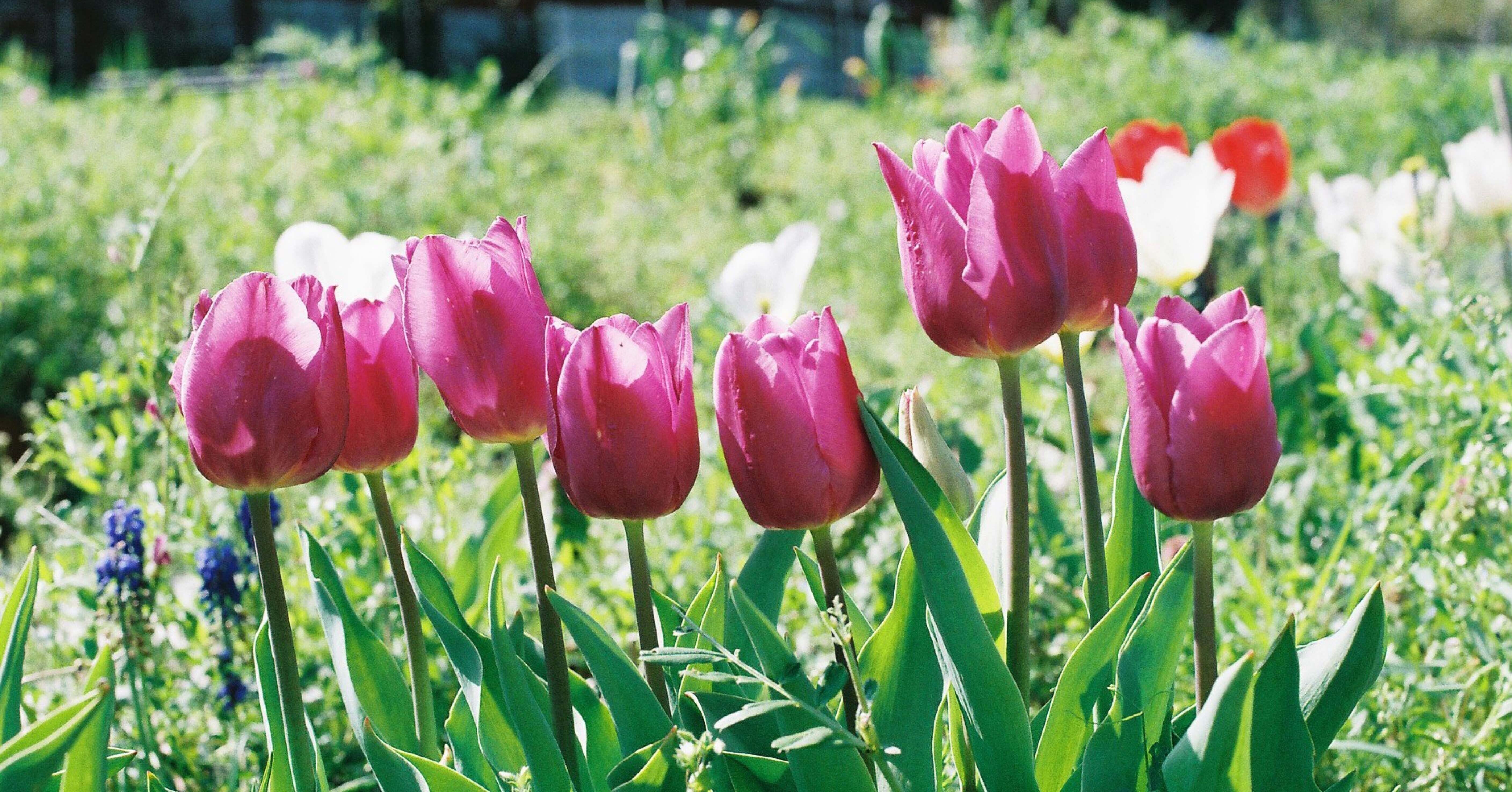 Kurumi Sasaki｜note