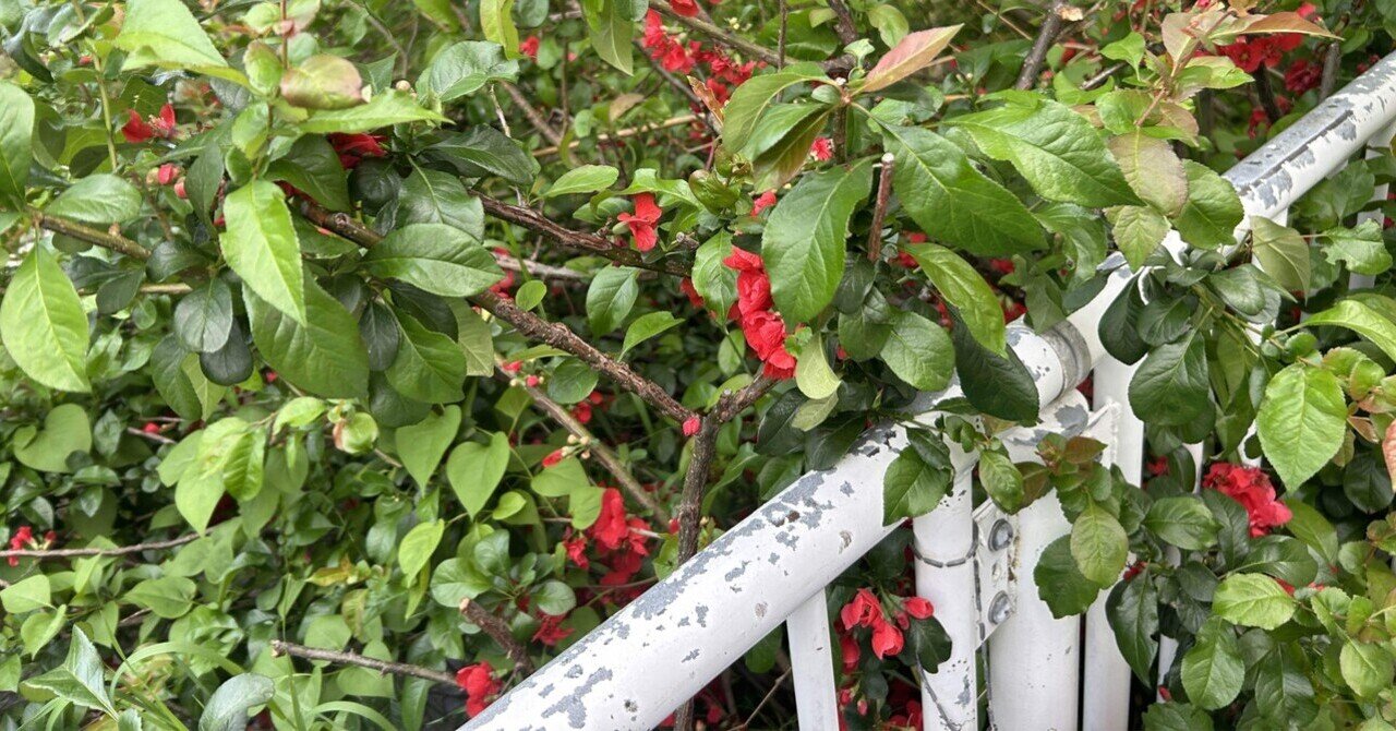 yuzuki-pengel｜note