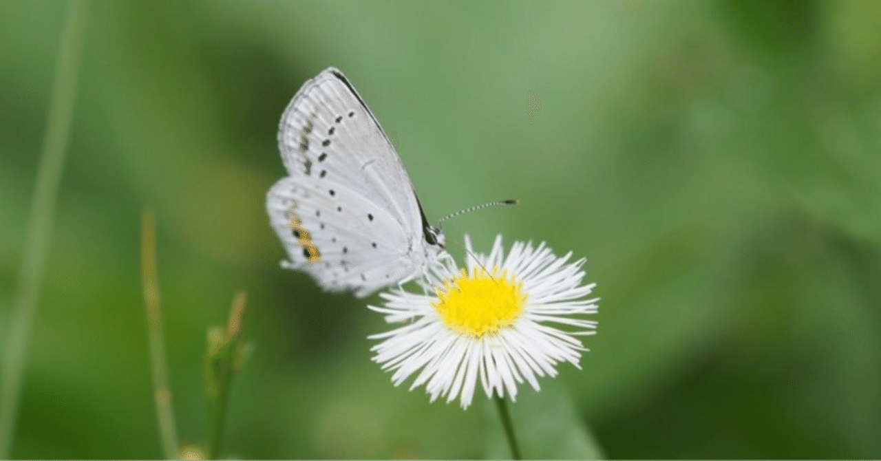 墨者〈bokusha〉｜note