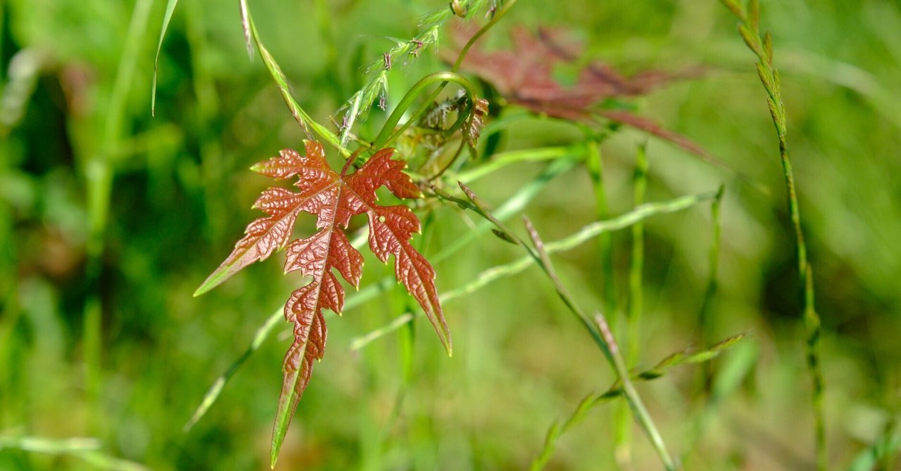 引き続き、Fujifilm X-T5を持って散歩しています。自然観察と自然農。｜fold_hama