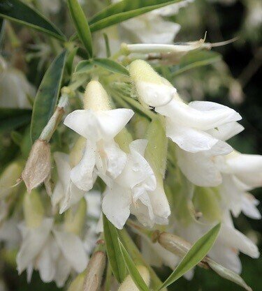 Tagasaste カナリア諸島原産マメ科。属名Chamaecytisusは希語で地面chamai+低木kytisos、種小名 ...