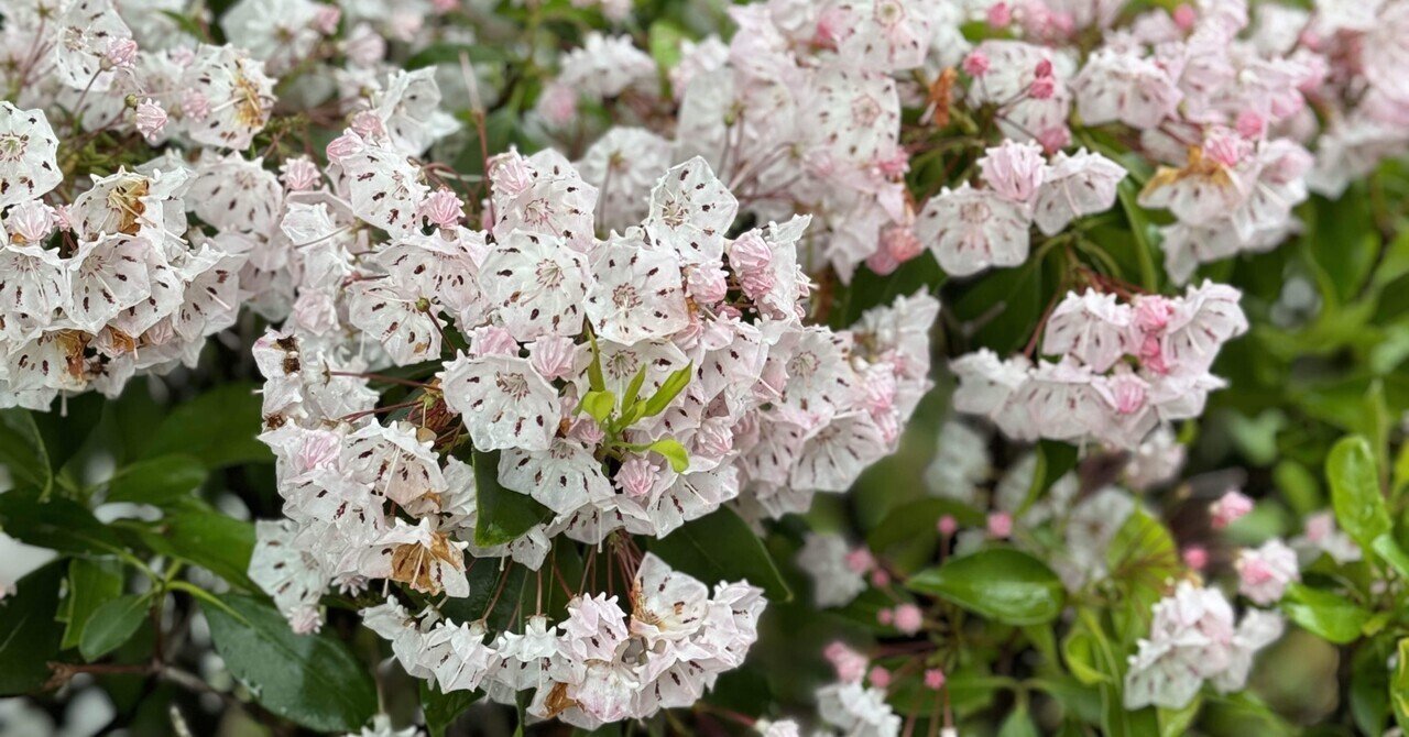 ありがとうとごめんなさい｜Yutaro Suzuki-鈴木優太郎-JULIA