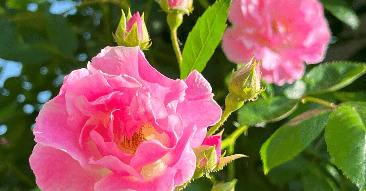 kuronekomarimo｜note