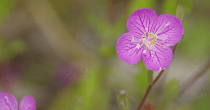 kuronekomarimo｜note