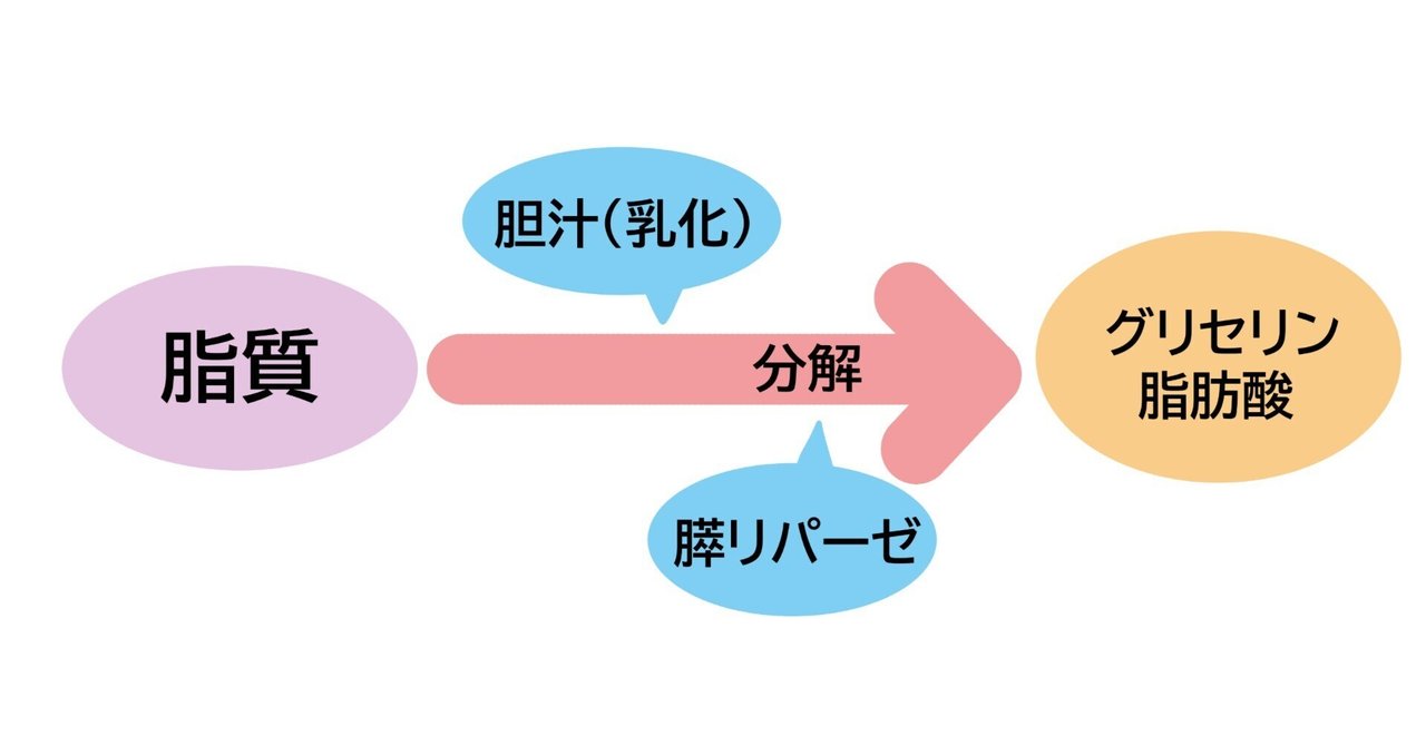 胆汁酸の攻撃に耐えるSutterellaという腸内細菌とは？｜ぷろぷろ