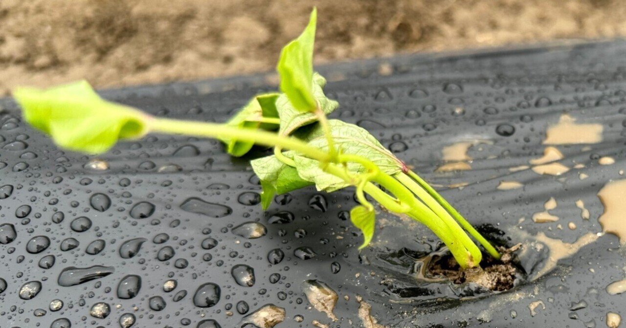 NicePapa 平野 尚志｜note