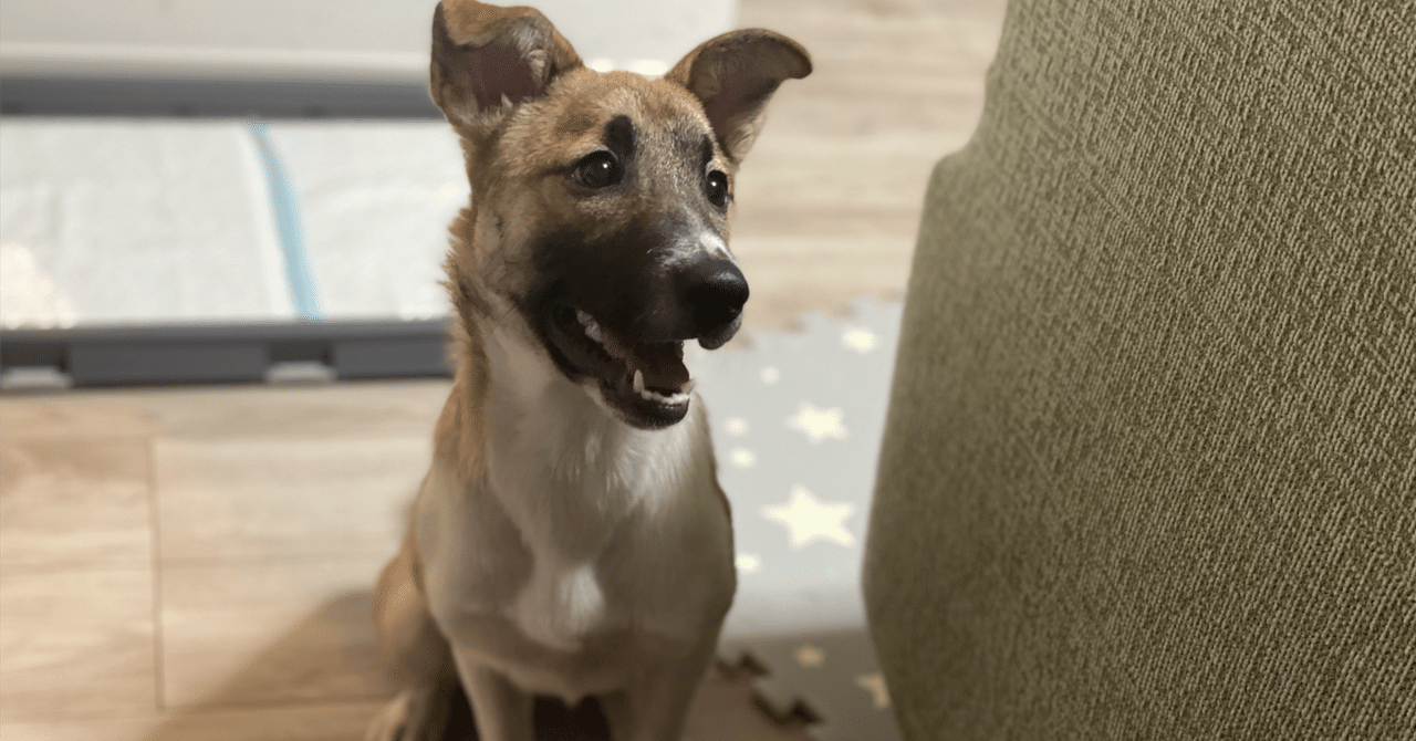 DO DASH JAPAN | 非営利団体のファンドレイジング/マーケティング支援｜note