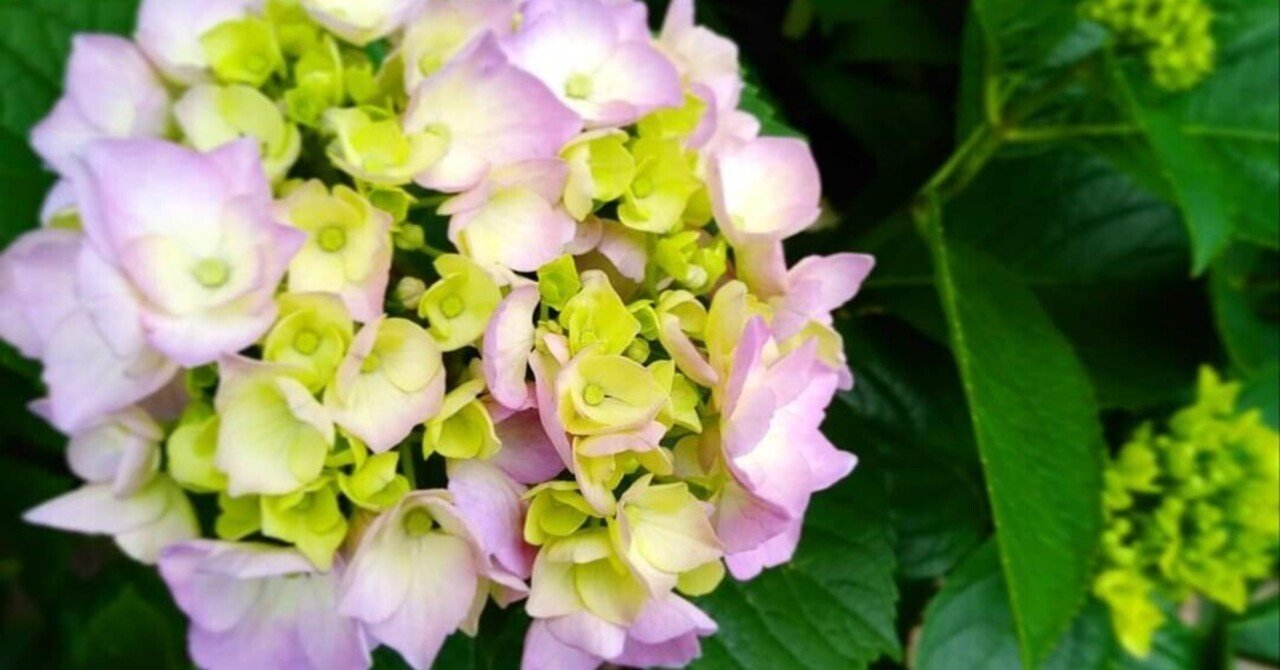 七色アガサnanairo_agasa｜note