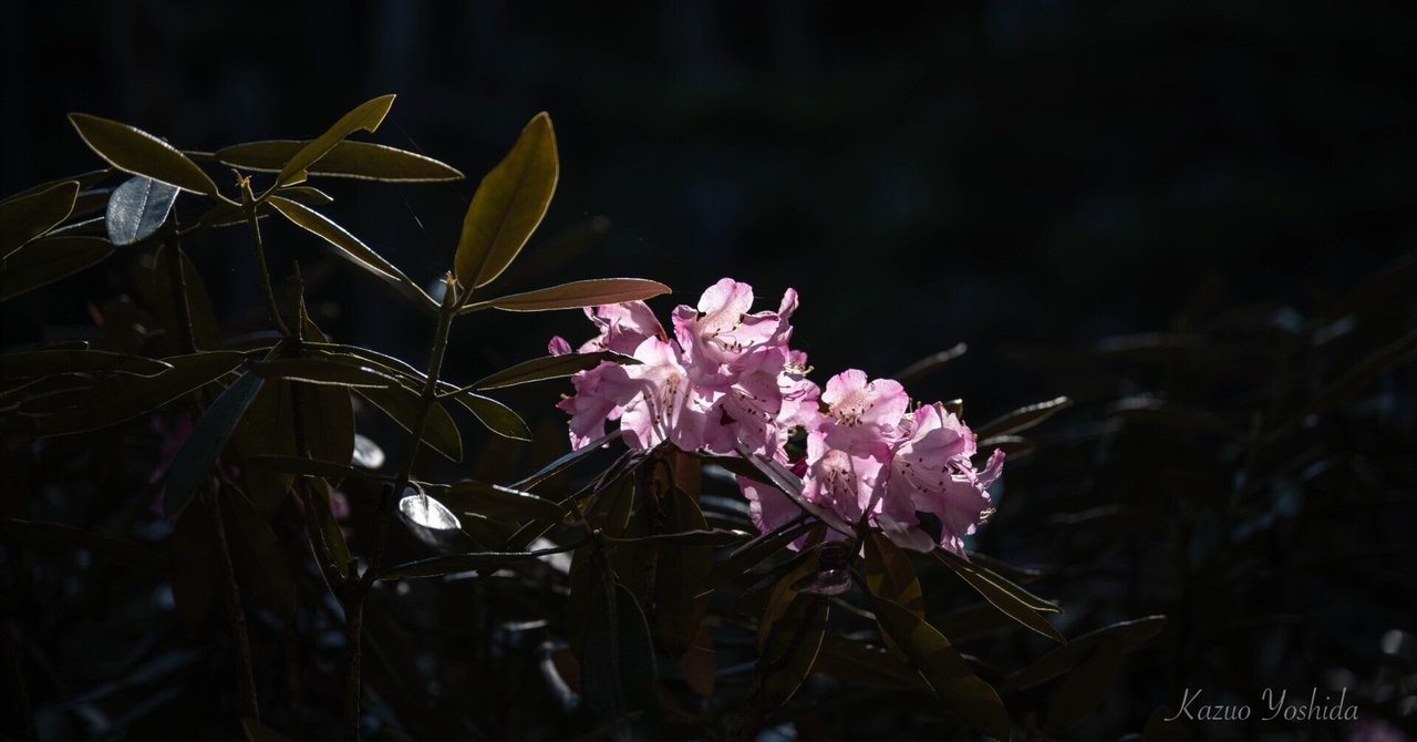 Kazuo Yoshida｜note