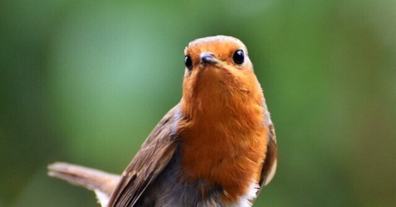 CoCoRo_no中の君｜note