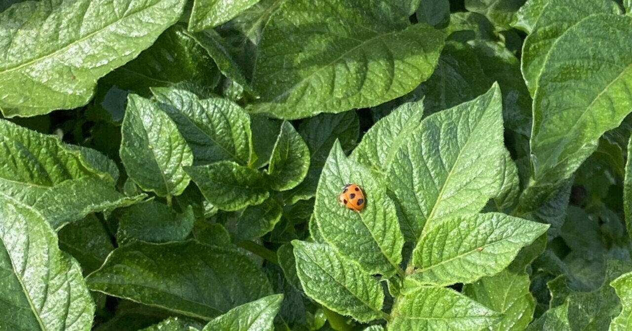 Minako /ヒーリングサロン南風｜note