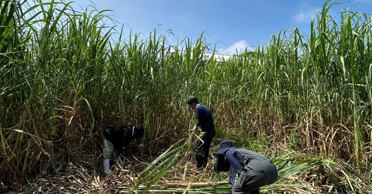 出会いや気づき、それは財産【2023年喜界島中編】｜村おこしNPO法人ECOFF