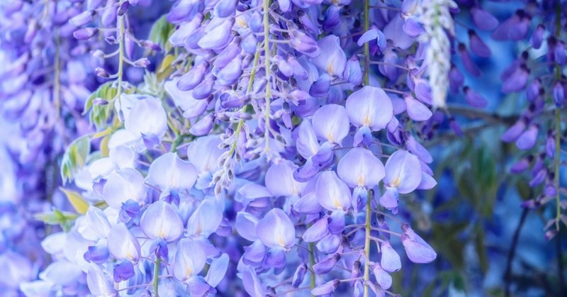 MULTILINGIRL♪（12言語コーチ・ブログ収入生活）→ノマド生活7年目｜note