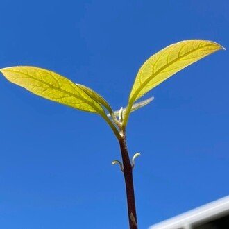 日本人なのに、空気が読めなくてすみません｜yasugo