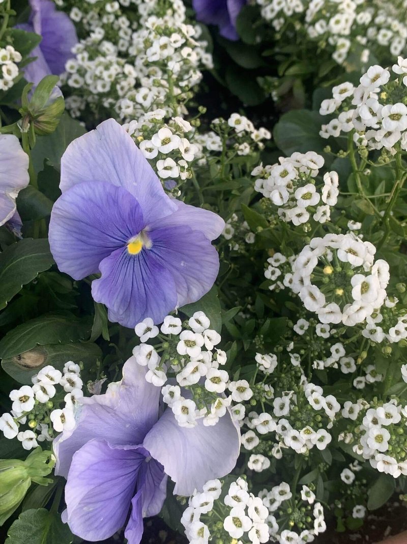 蝶々｜冬島いのり