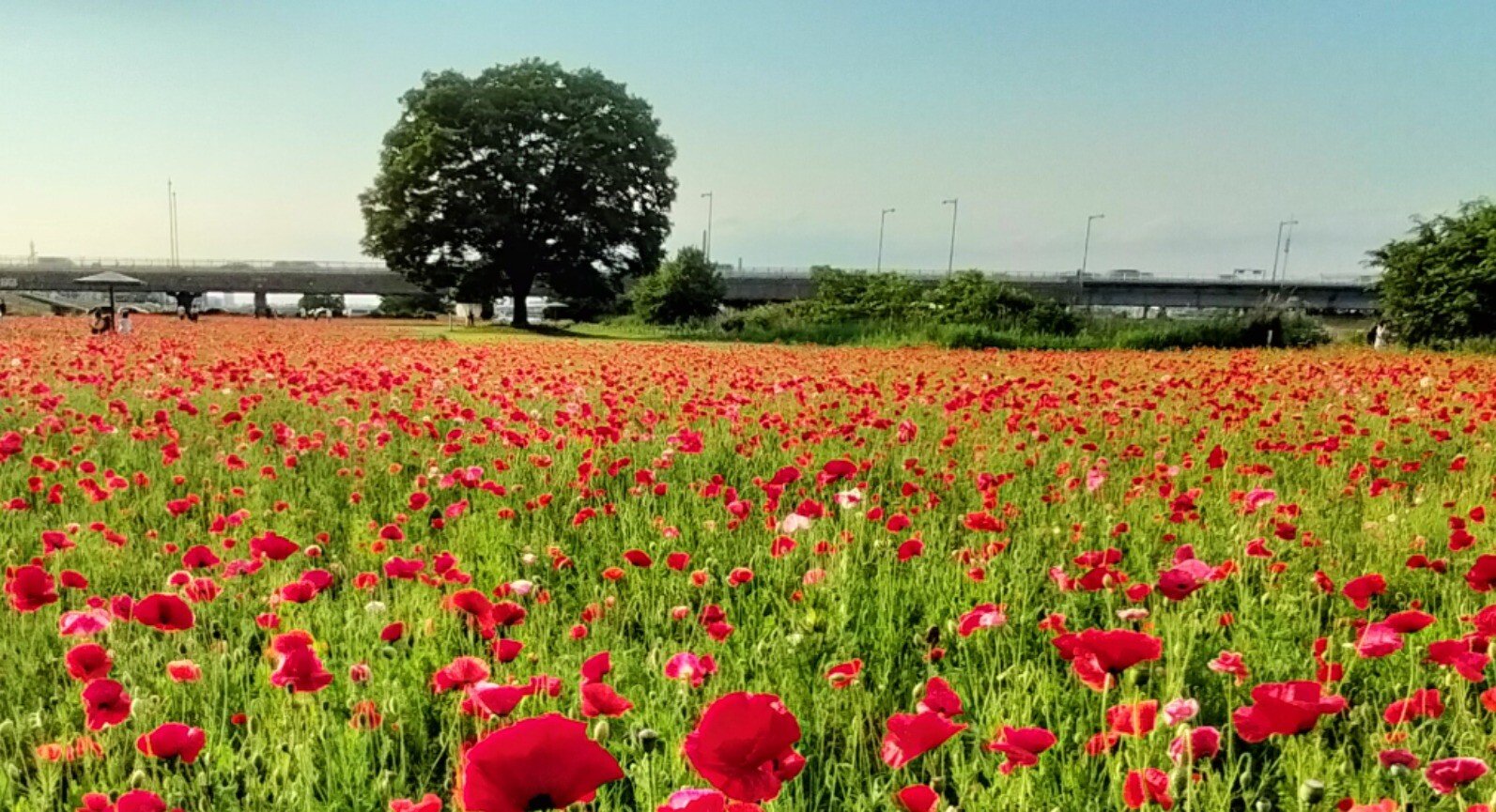 花まっぷ｜Toru Shiratori｜note