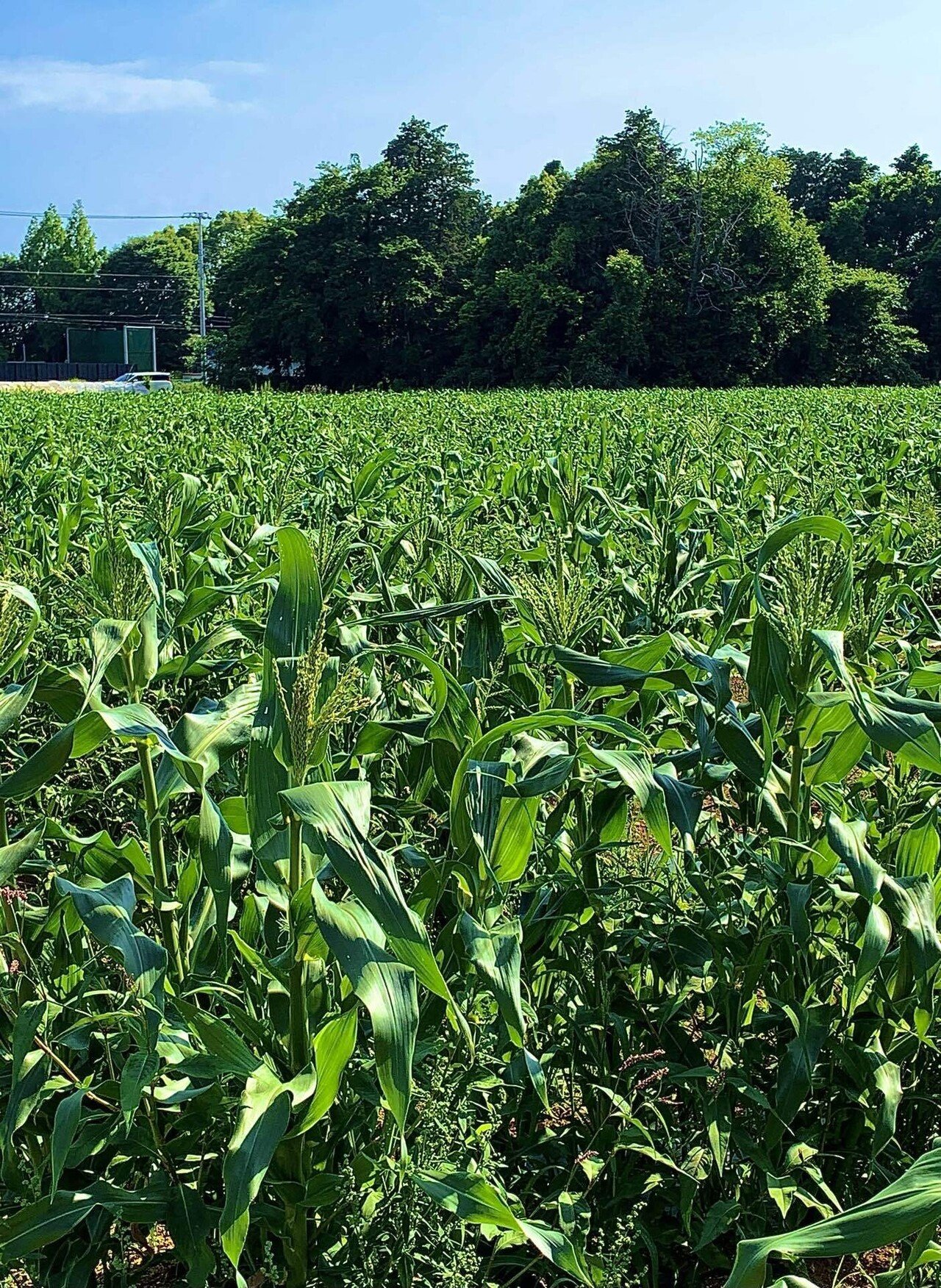 畑のエネルギー｜micay_lala