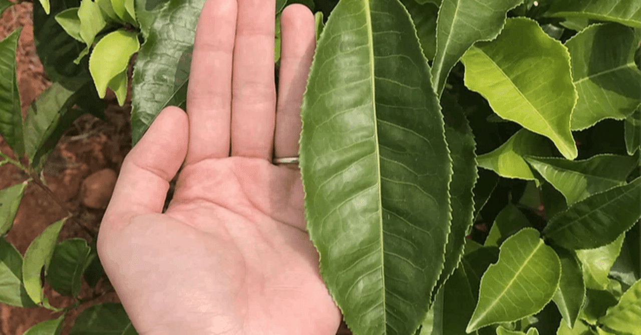 夏の台湾は、紅茶の生産時期に入ります。｜Lin Pinchun