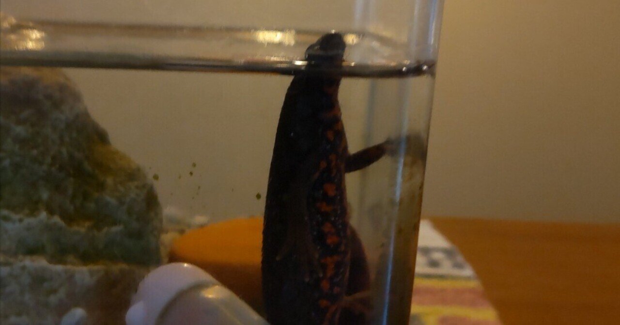 おわかりだろうか…｜imoたん