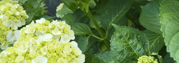 藤理沙子/Risako Fuji｜note