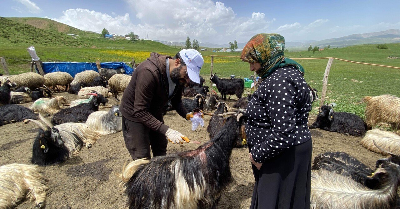 羊とBêrîvanとŞivan@Gever-Befircan｜Erika Ueda
