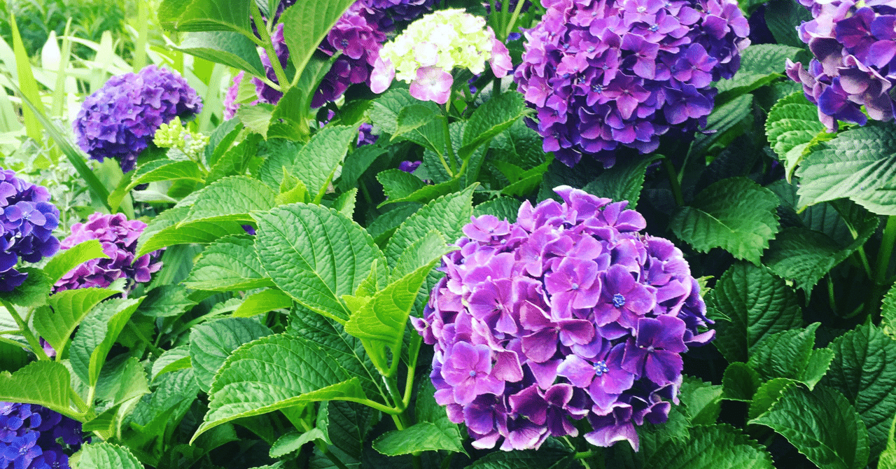 NethSecurity｜blue06_2022