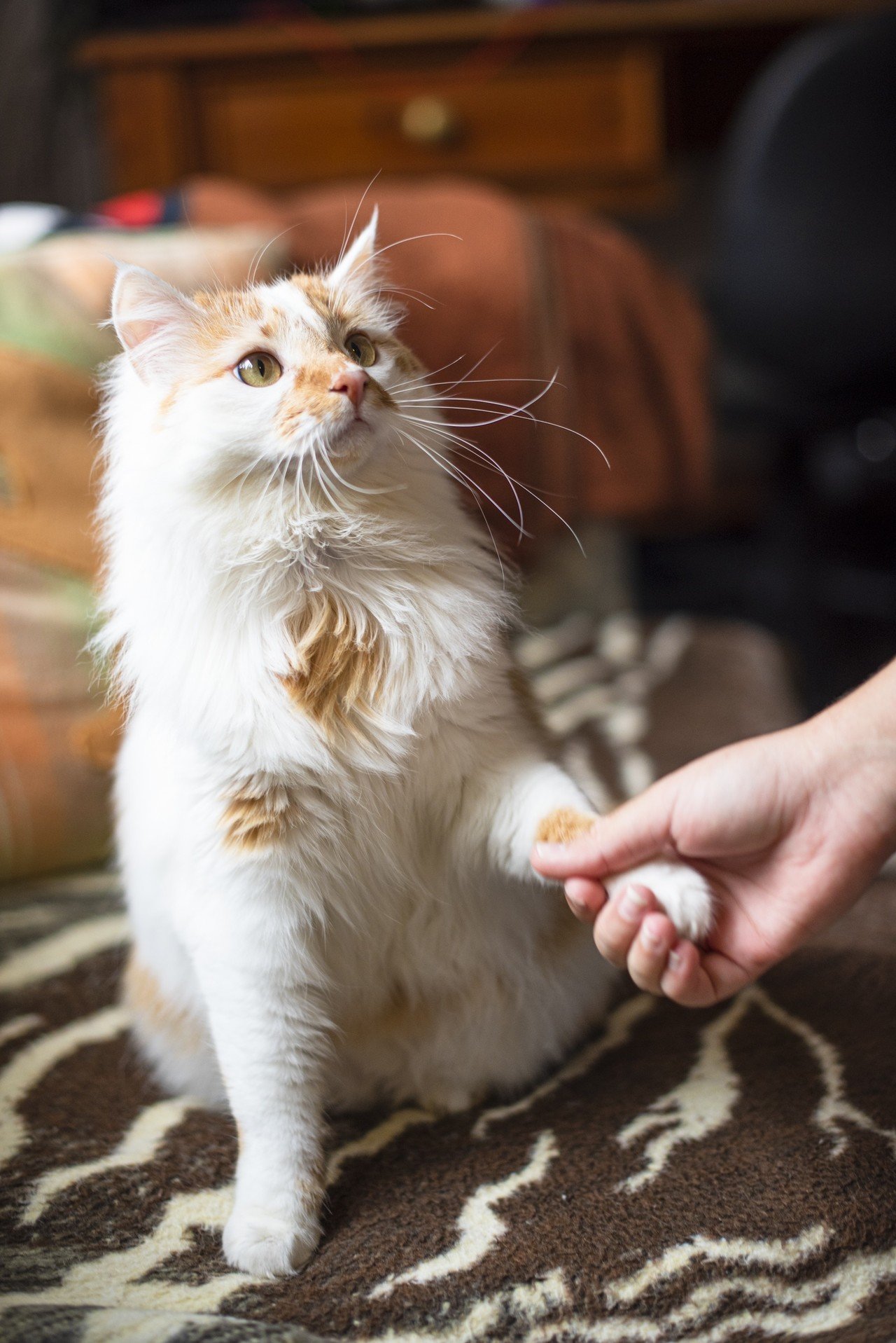 今日のとうふ 08/09/19｜Masatoshi Kobayashi