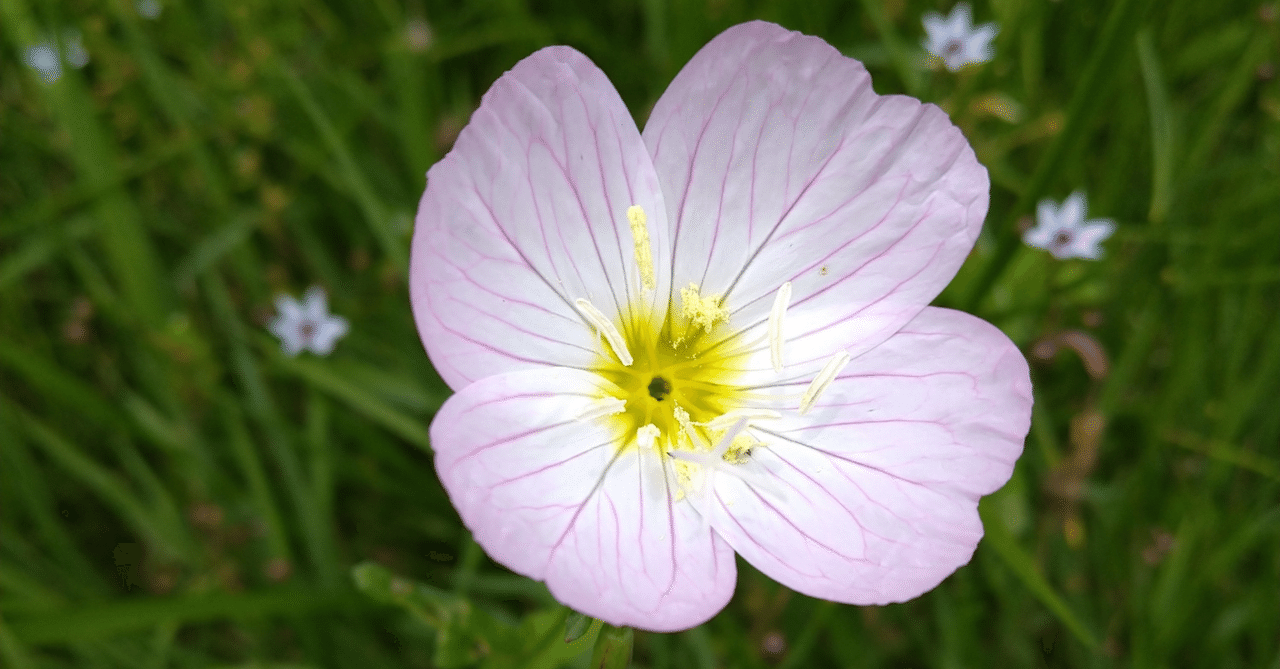 kuronekomarimo｜note